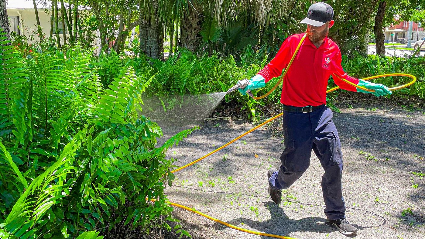 Mosquito Control in Southwest Florida | All "U" Need Pest Control