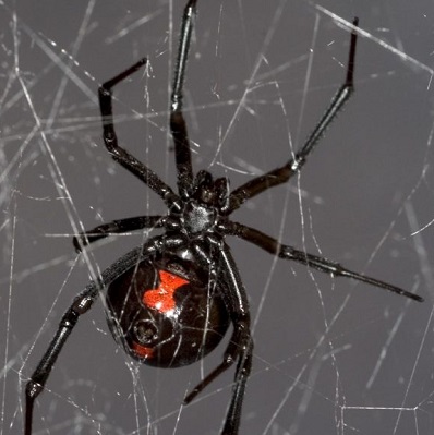 Black Widow Pest Control | All "U" Need Pest Control