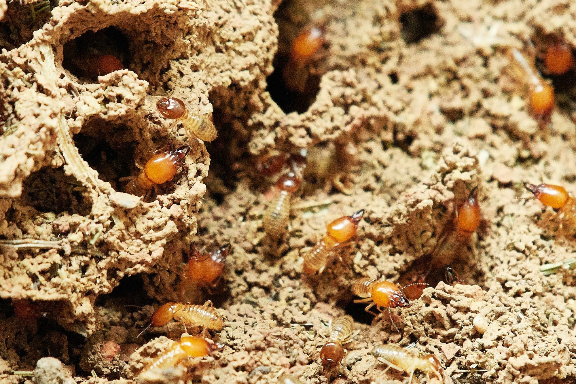 Termites in Florida: What You Need to Know