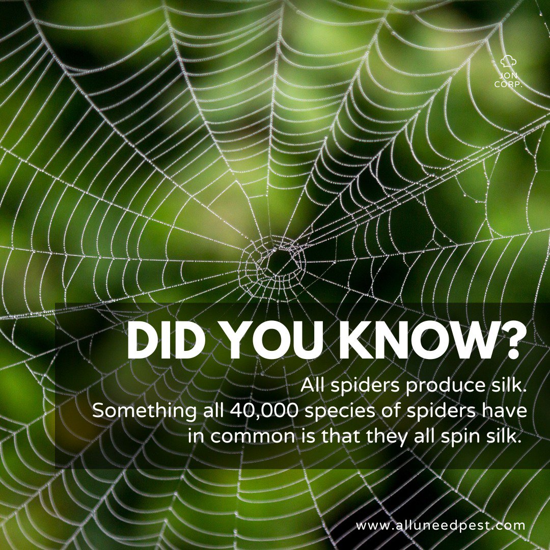 Fun Facts About Spiders | All "U" Need Pest Control