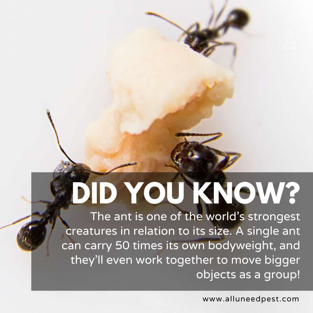 Why Ants are Some of the Most Fascinating Creatures | All "U" Need Pest ...