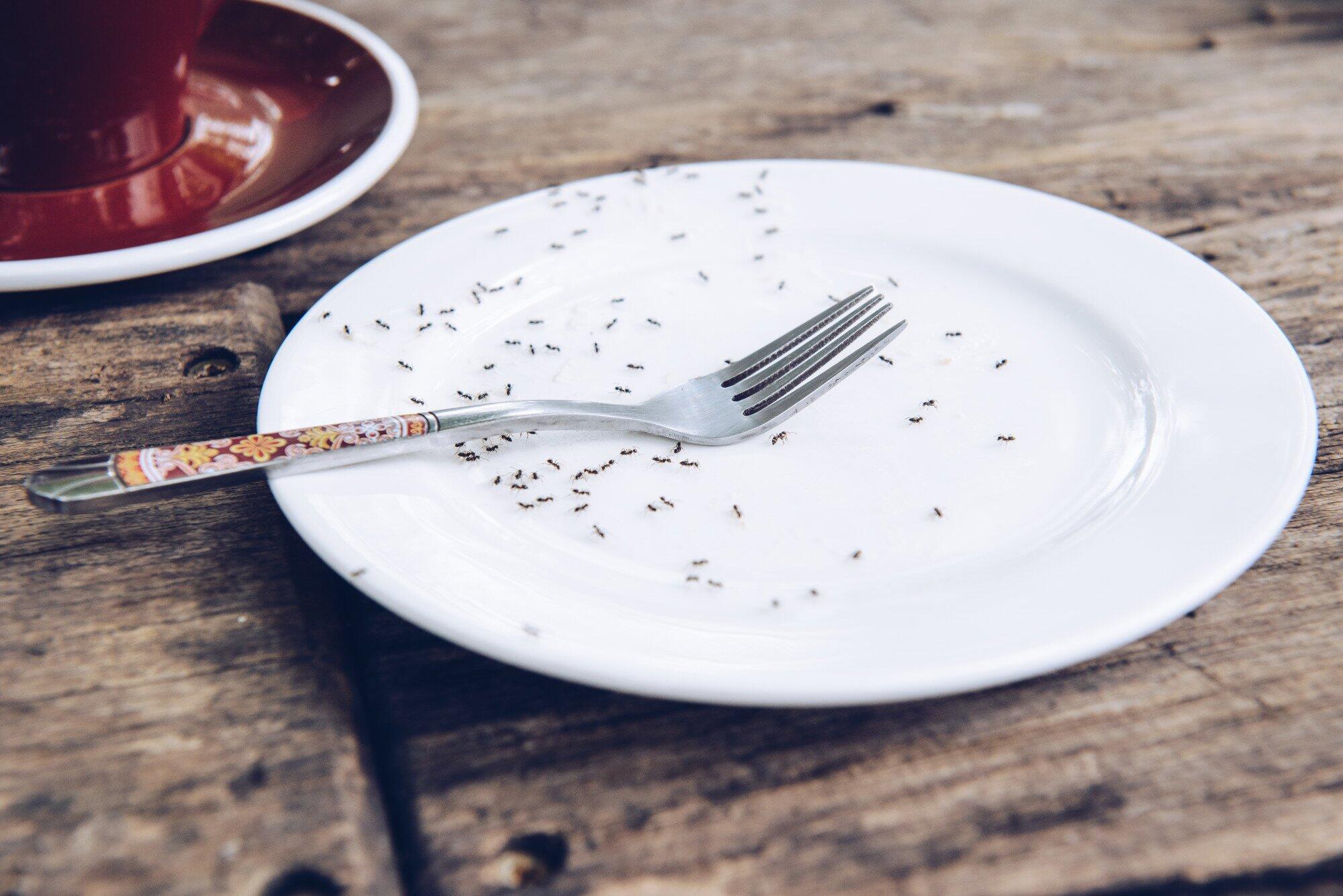 7 Common Household Pests and How to Get Rid of Them