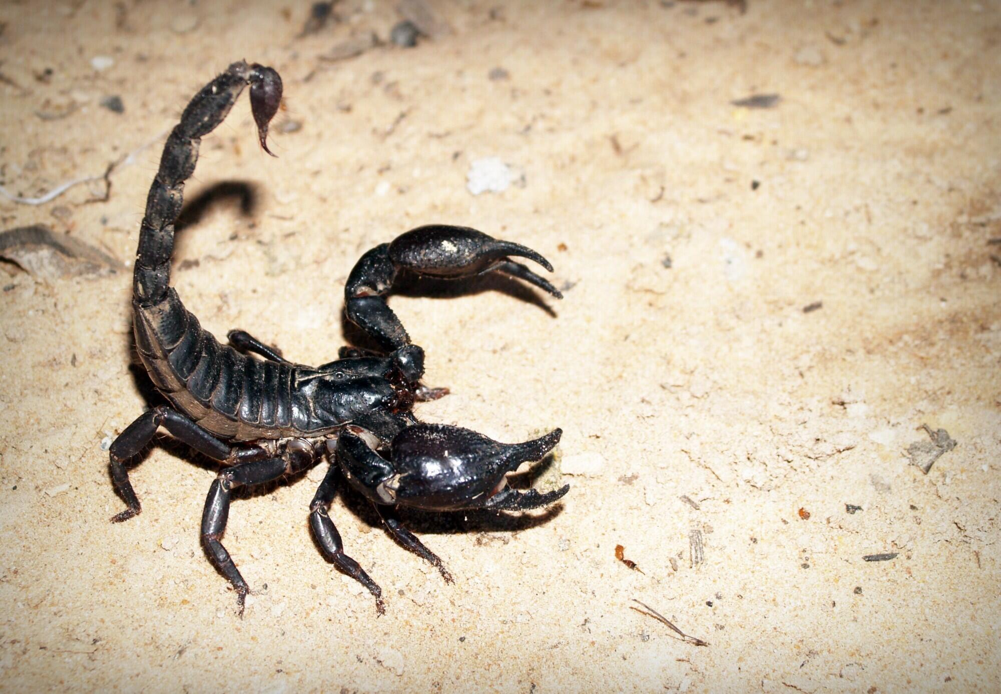How to Get Rid of Scorpions in Houston, TX