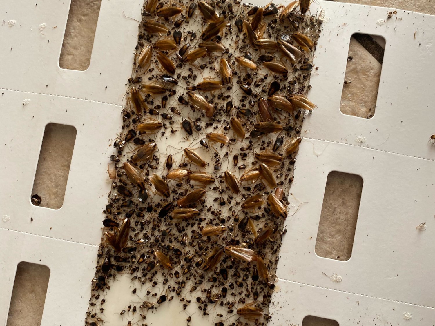 Baby german cockroach store