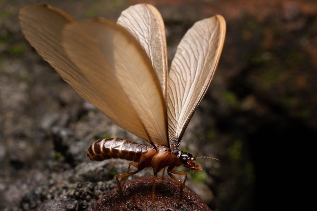What do flying termites look like store