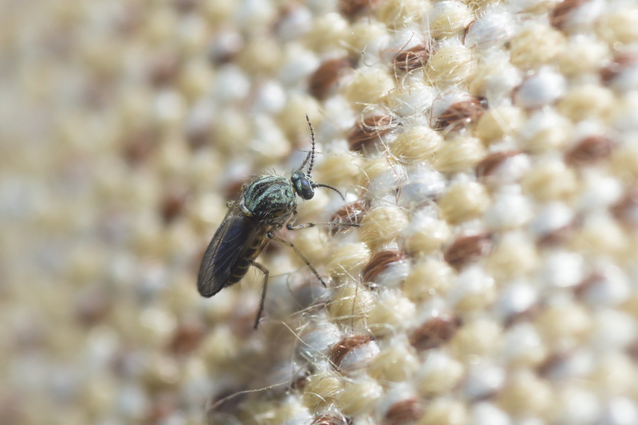 No See Ums: Understanding and Eliminating These Tiny Biting Pests | All ...