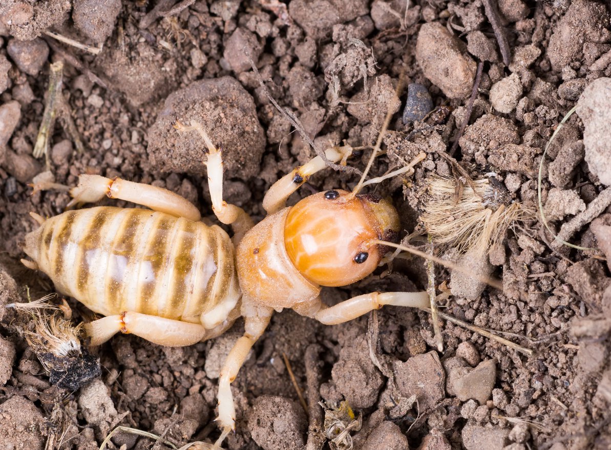Jerusalem Crickets: What Are They? | All "U" Need Pest Control