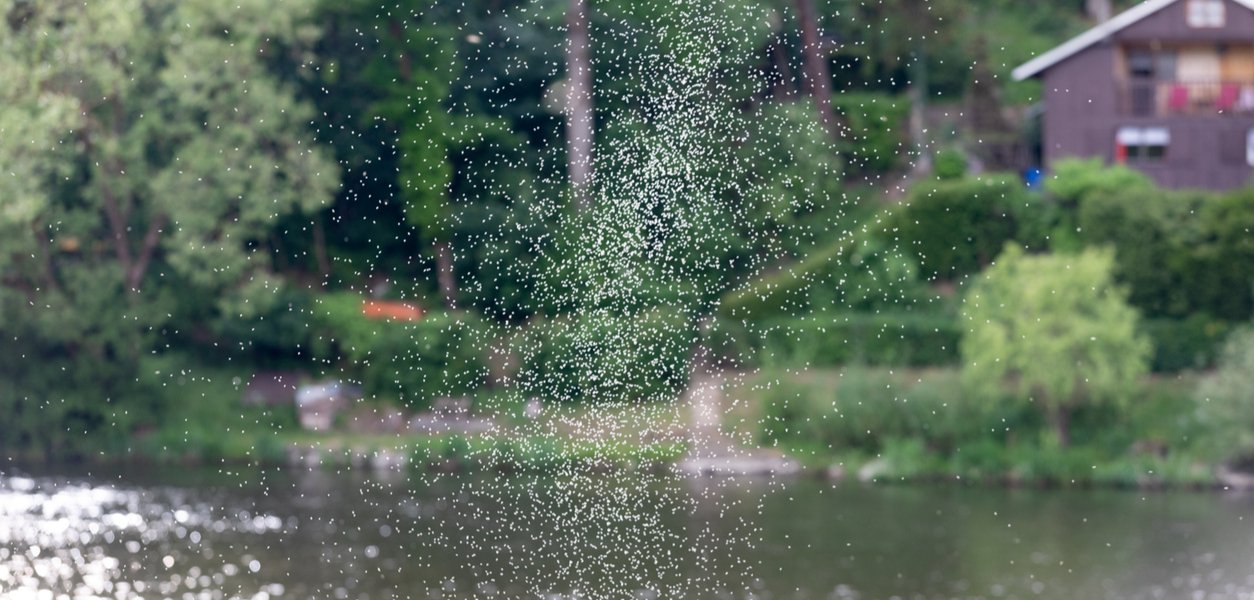 Gnatmare No More: How to Get Rid of Fungus Gnats in Plants | All "U ...