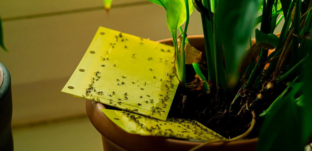Why Traditional Pest Control is Superior to Yellow Sticky Traps | All ...
