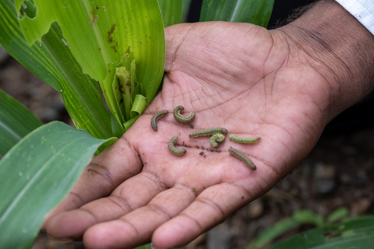 Armyworms: The Hidden Threat to Your Lawn and Garden | All "U" Need ...