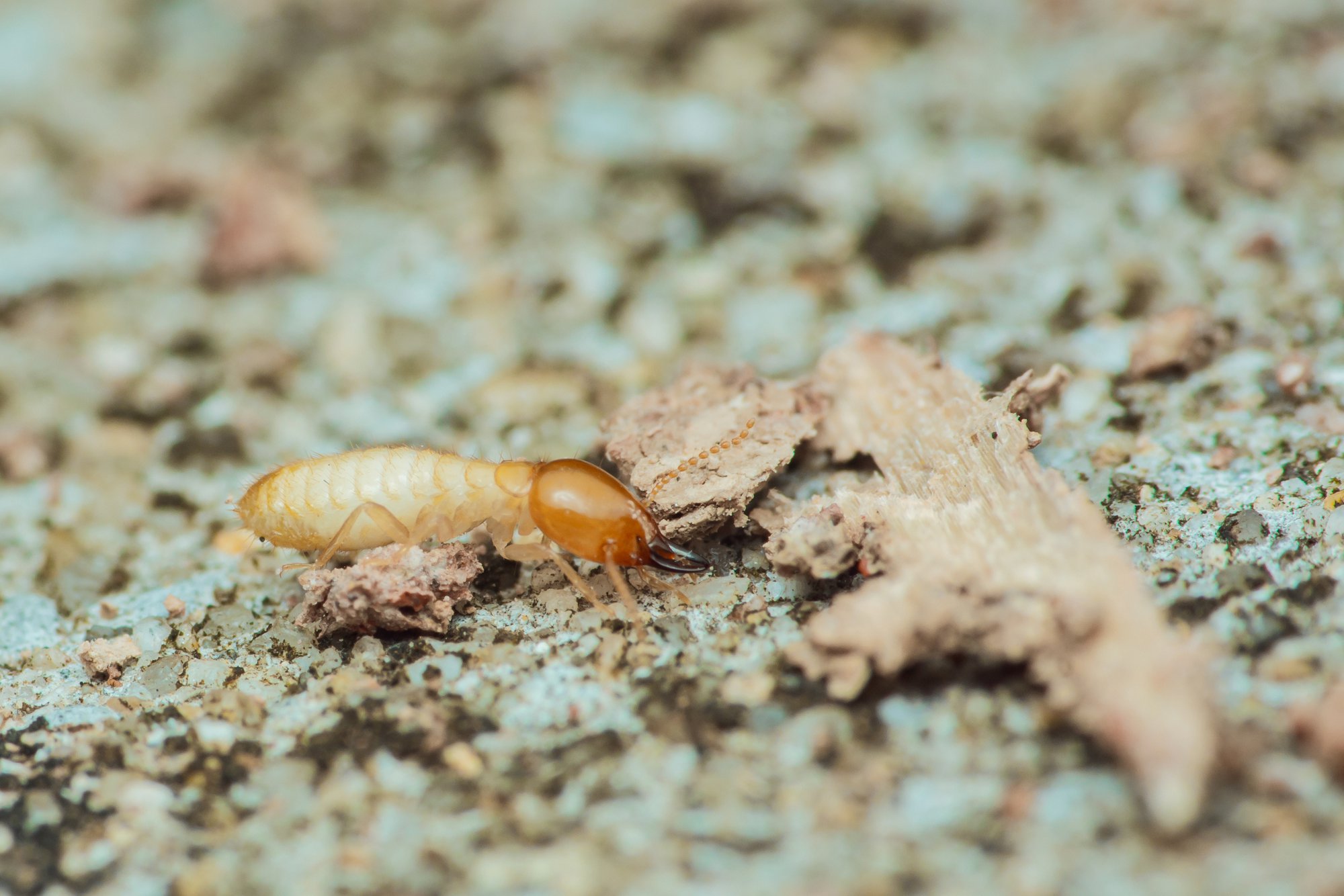 Subterranean Termites: What You Need to Know | All "U" Need Pest Control