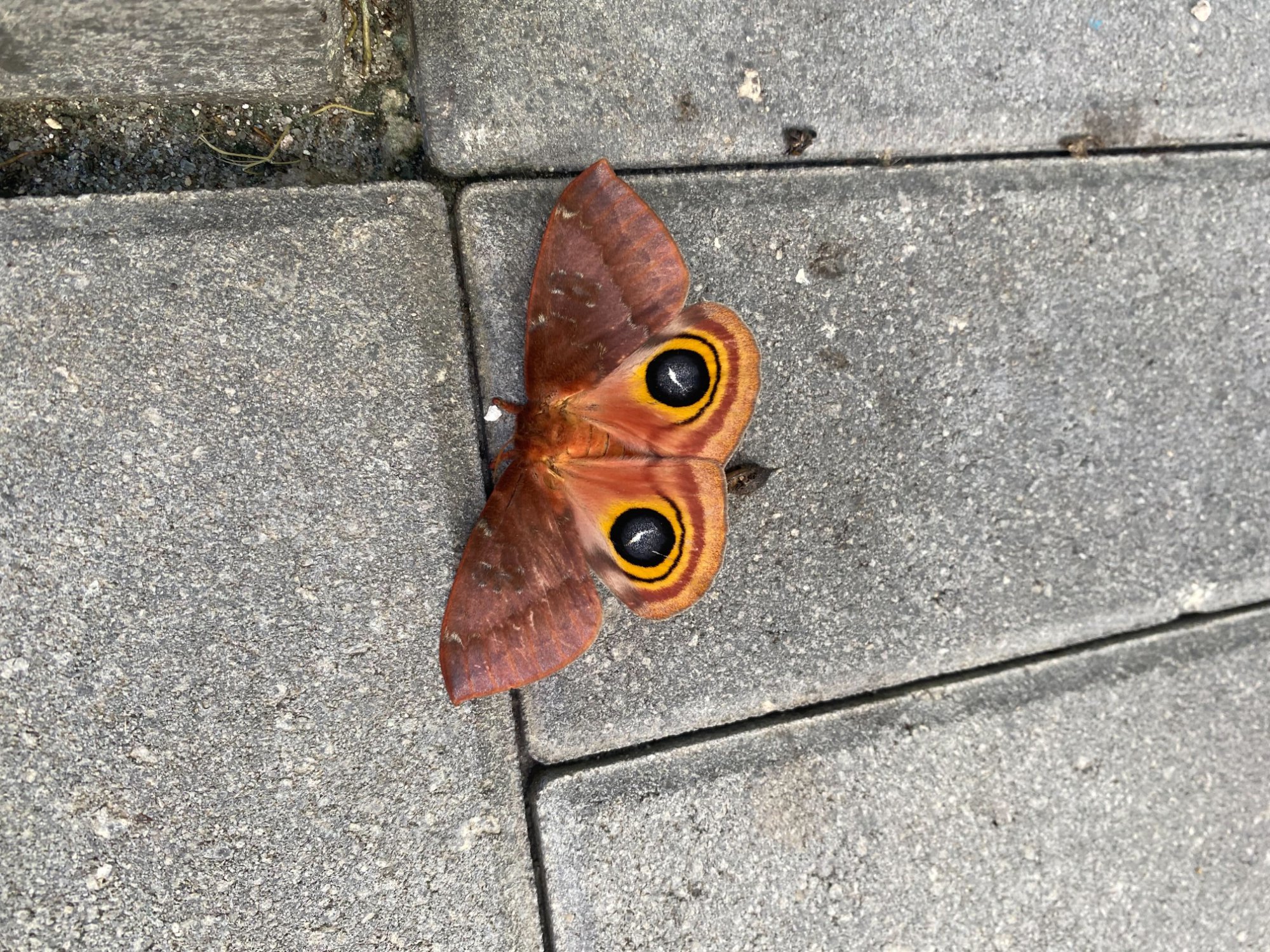 The Fascinating World of the Io Moth | All "U" Need Pest Control