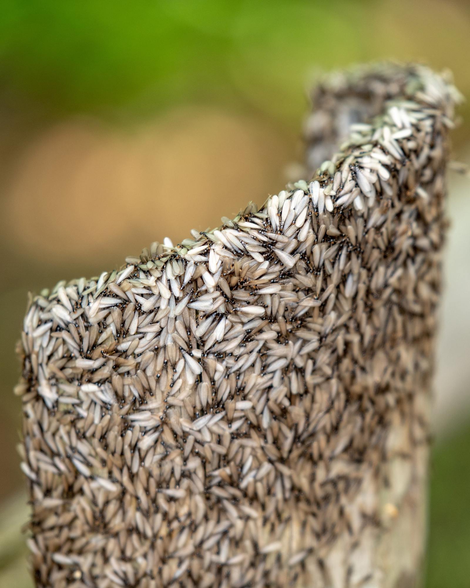 Termites With Wings: What Does It Mean When You See Them? | All “U ...
