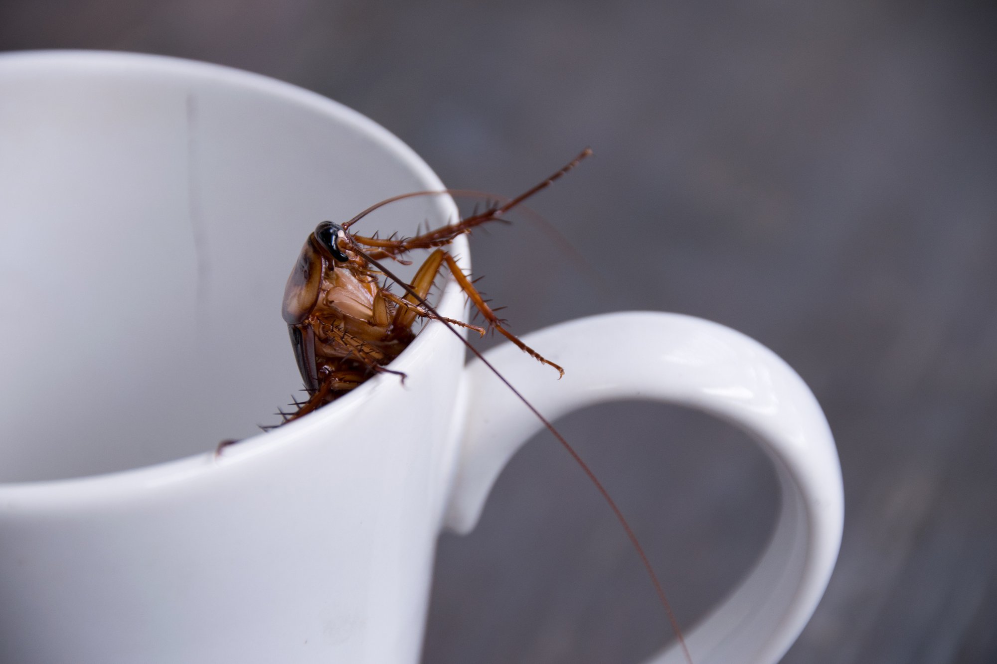 Cockroach vs Waterbug: What Is the Difference? | All “U” Need Pest Control