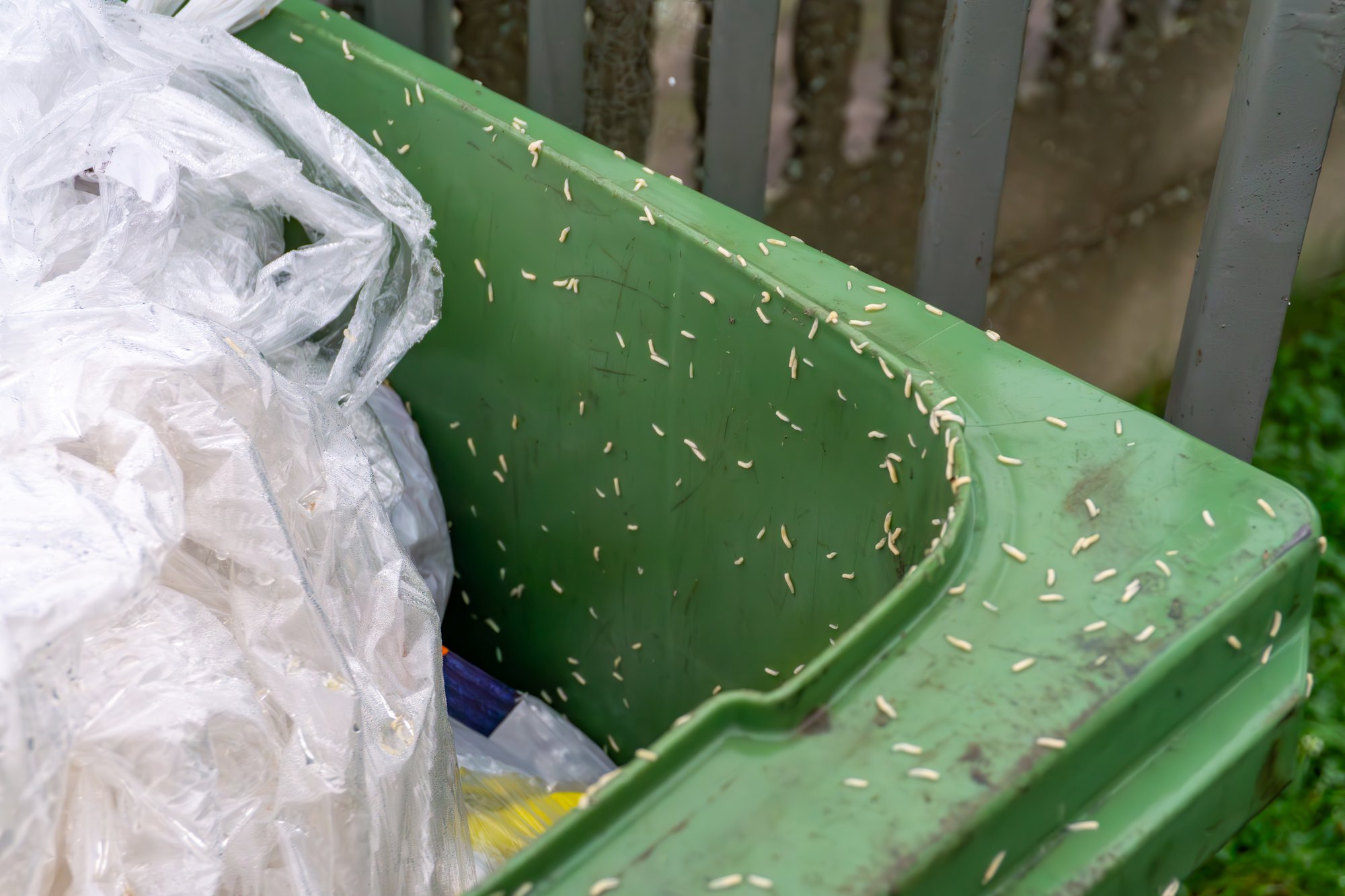 Where Do Maggots Come From? | All “U” Need Pest Control